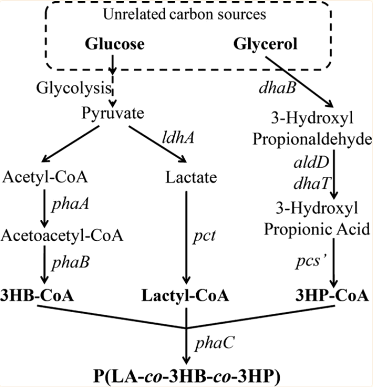 Lactyl-CoA - CAS:1926-57-4 - 凯库乐